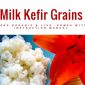Buy live organic kefir grains online in India | kefir seeds for sale in ...