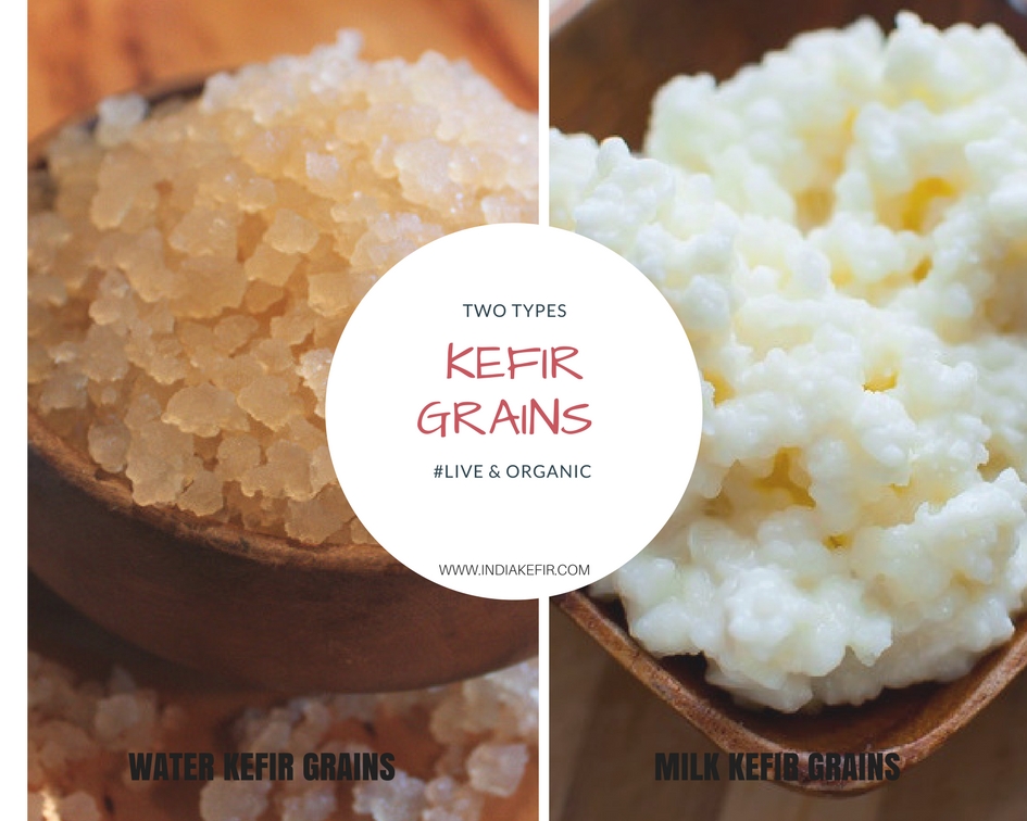 Buy live organic kefir grains online in India | kefir seeds for sale in ...